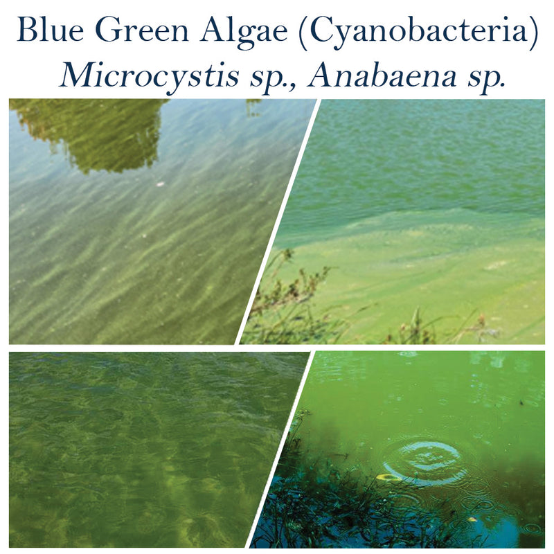 BioRemedy Agritech - Algal Control Agent